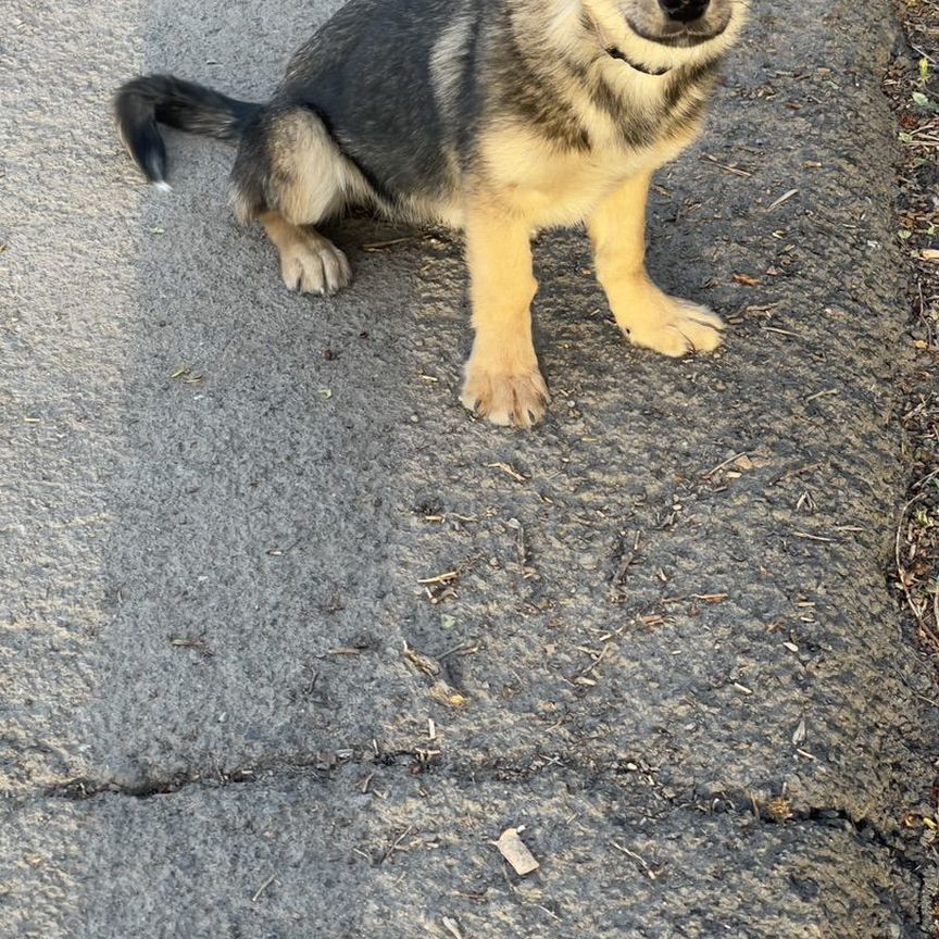 Люся ищет дом