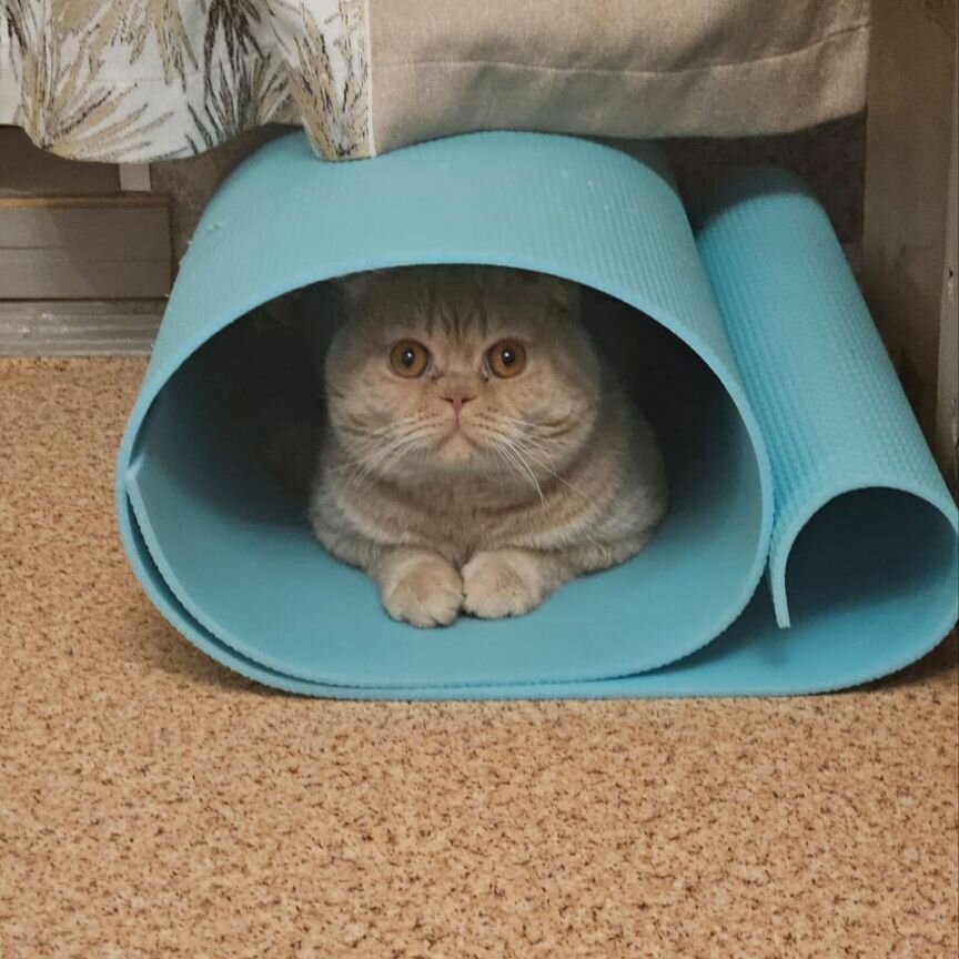 Кот на вязку