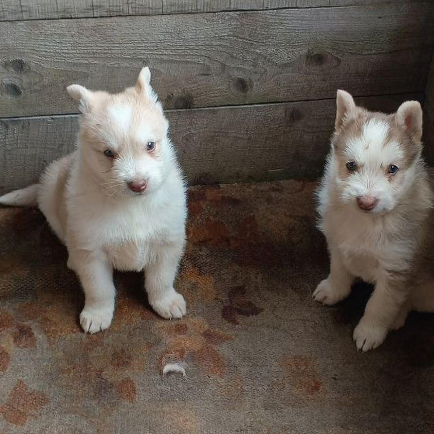 Сибирский хаски, щенок