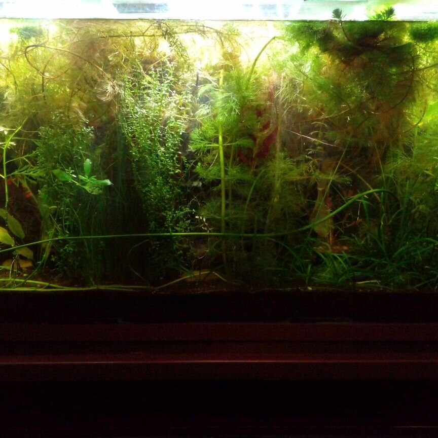 Украшения для аквариума