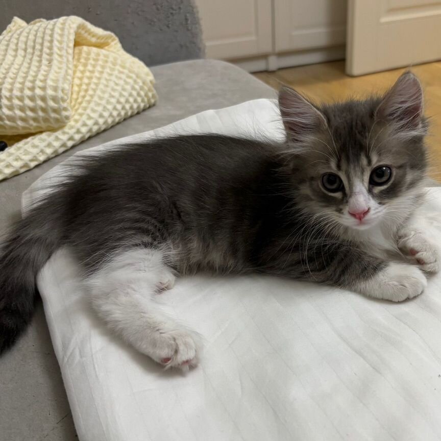 Котёнок в добрые руки