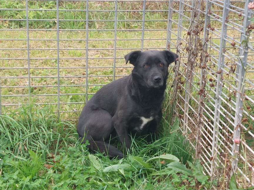 Собаки бесплатно в добрые руки