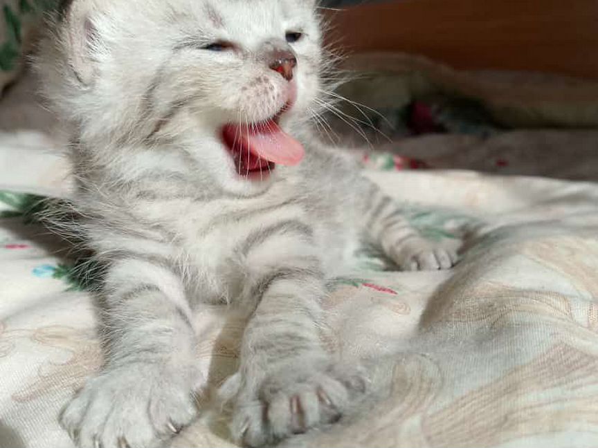 Сибирские котята