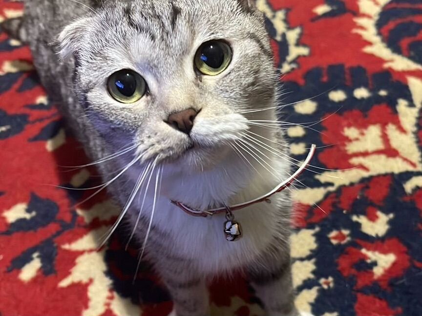 Кошка