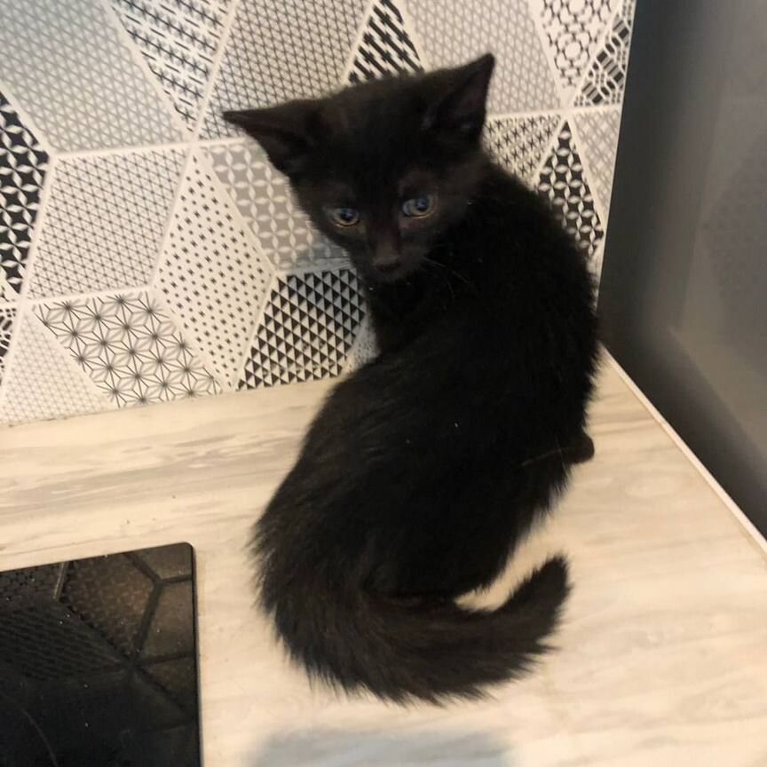 Чёрненький котеночек 2,5мес