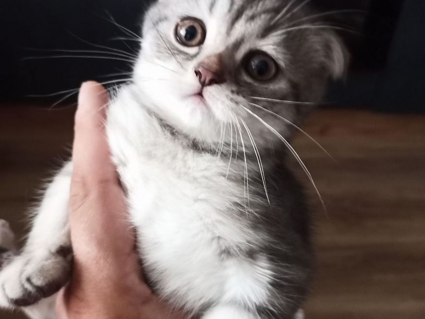 Шотландская вислоухая кошка