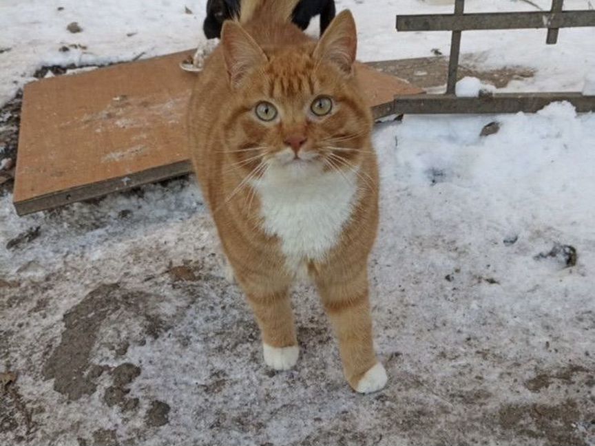 Котик в добрые руки