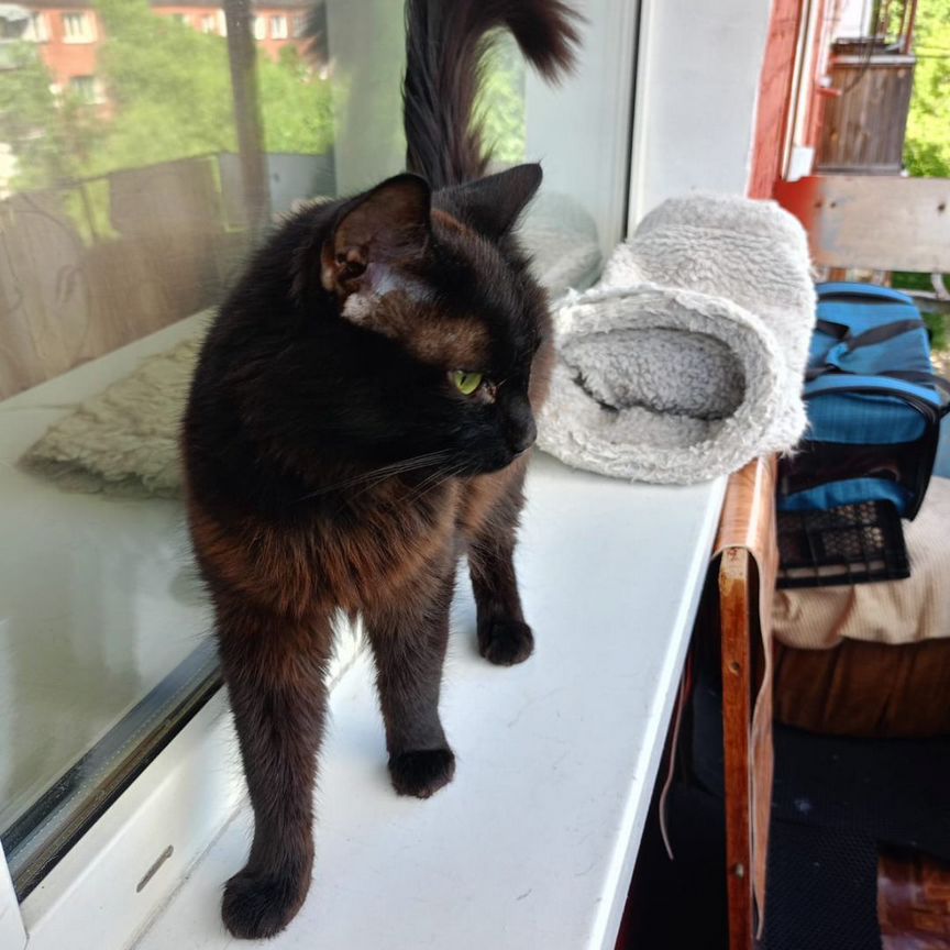 Котёнок 5 месяцев