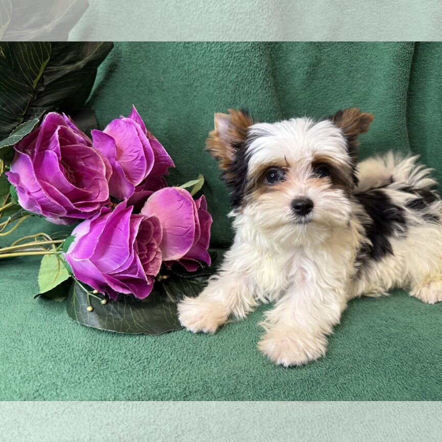 Йоркширский терьер, щенок