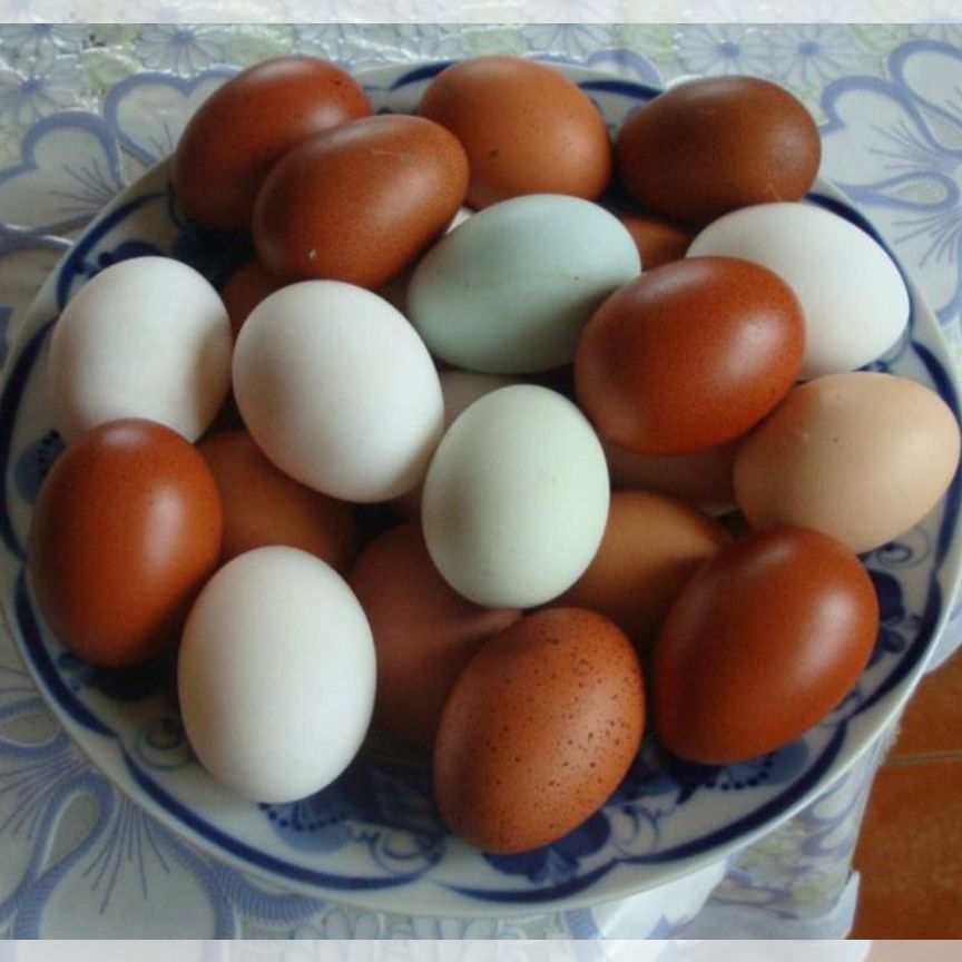 Домашние куриные яйца