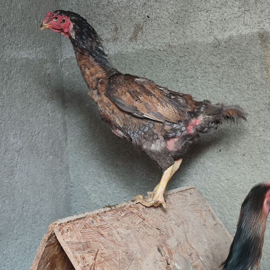 Продам кур Шамо и другую птицу