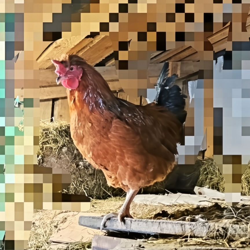 Молодые петухи