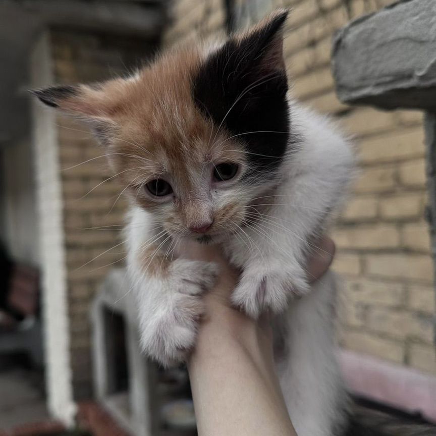 Котята в добрые, заботливые руки