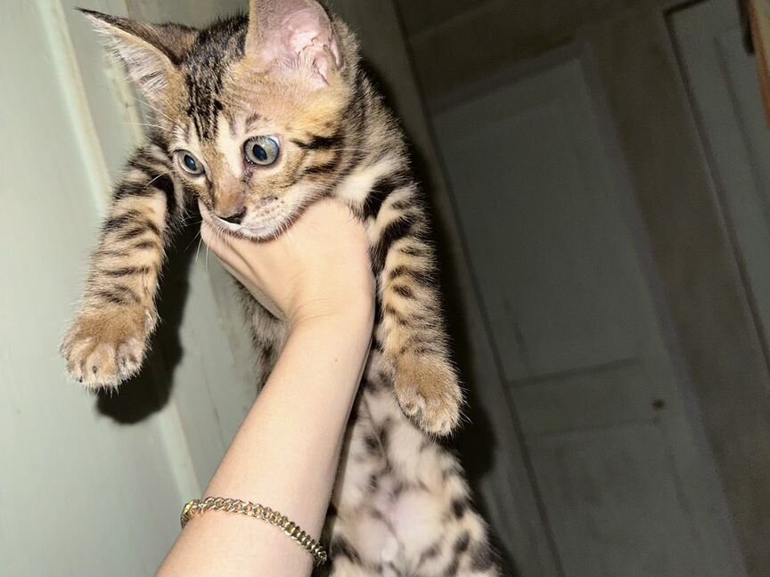 Бенгальская кошка