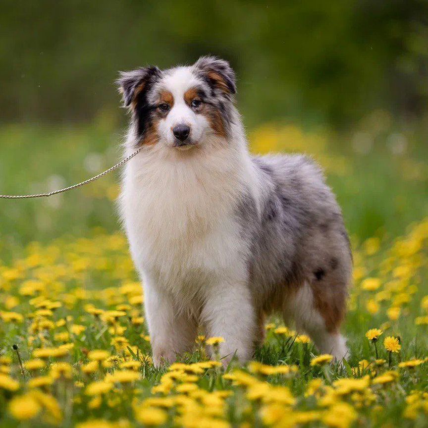 Австралийская Овчарка ждёт свою семью