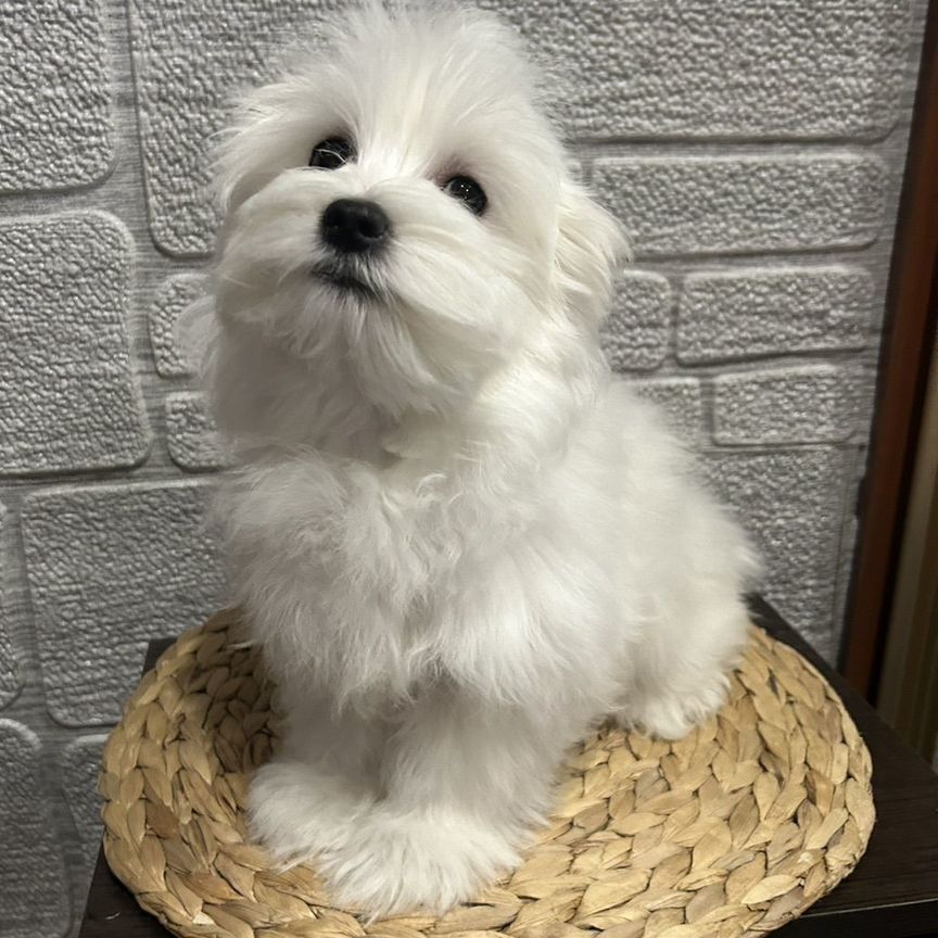 Мальтийская болонка, щенок