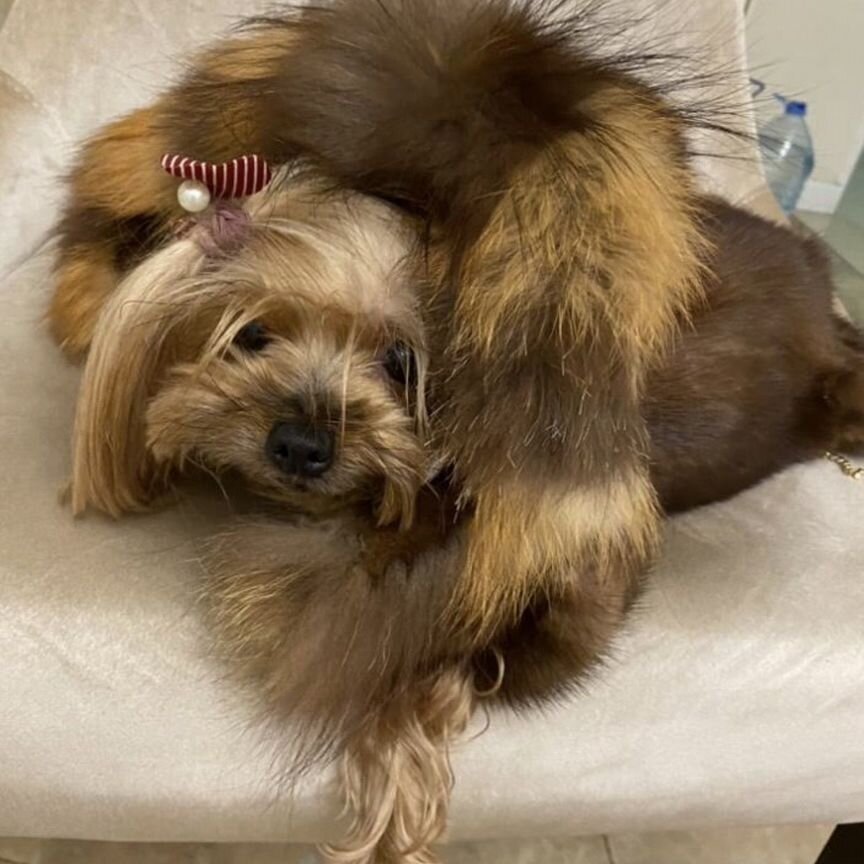 Шубка норковая для собачки