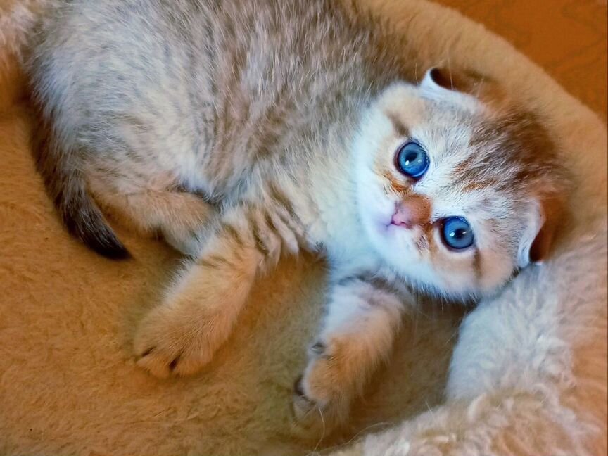 Шотландский вислоухий котёнок