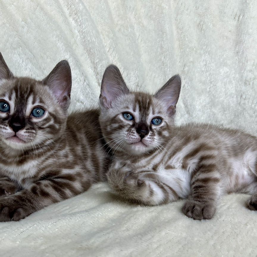 Бангальские котята девочки
