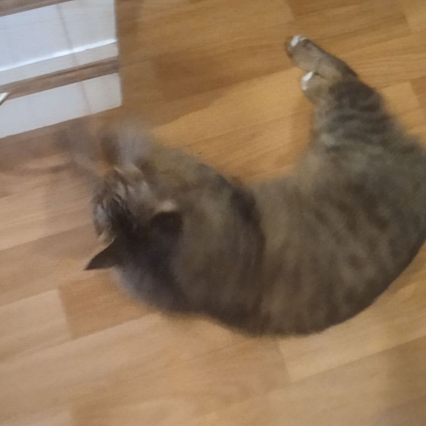 Кот Вася 2 года