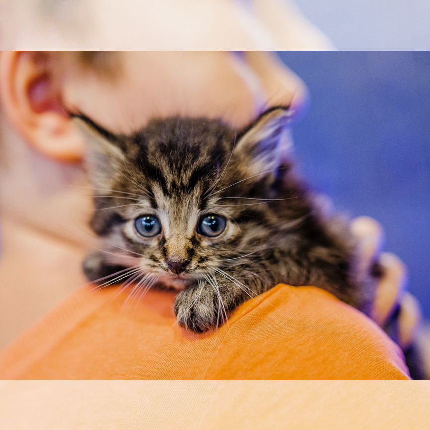 Котеночек ласковый в добрые руки