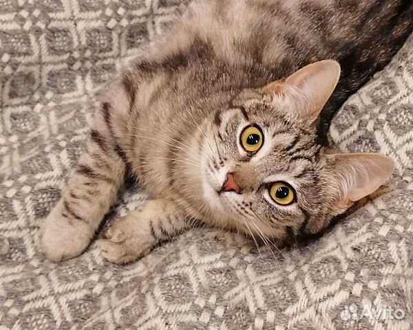 Кошка в дар