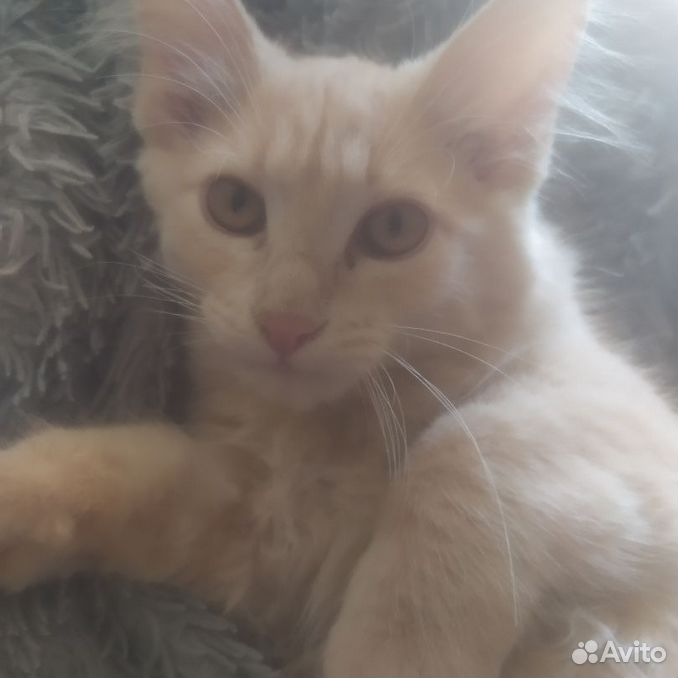 Персиковый котенок девочка помесь