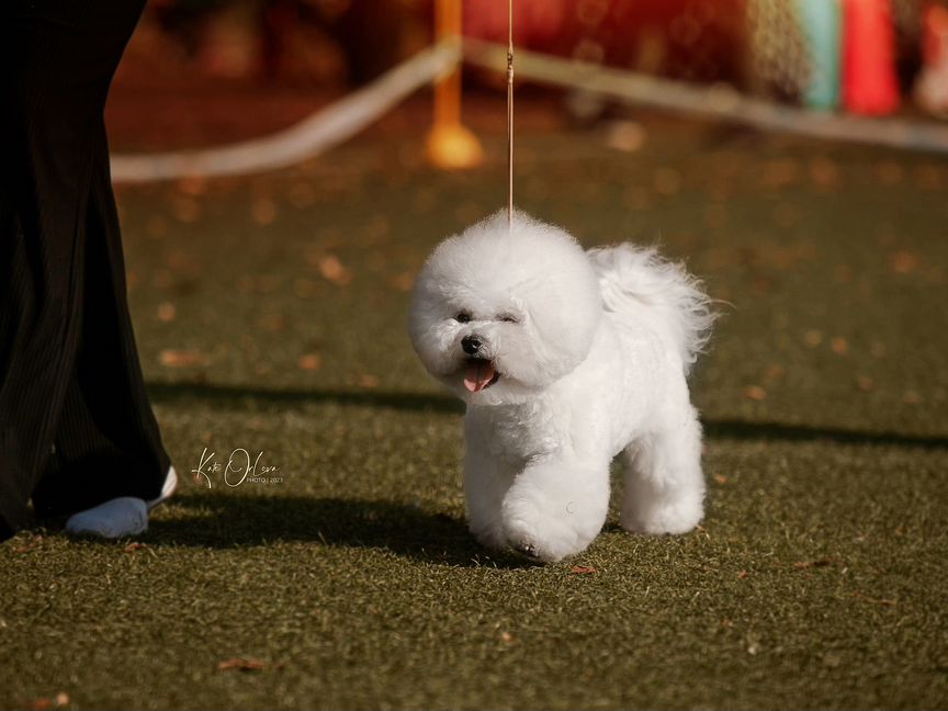 Вязка. Бишон фризе мини