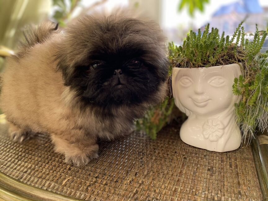 Собаки щенки пекинес,есть мини