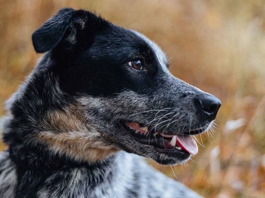 Щенок ищет дом