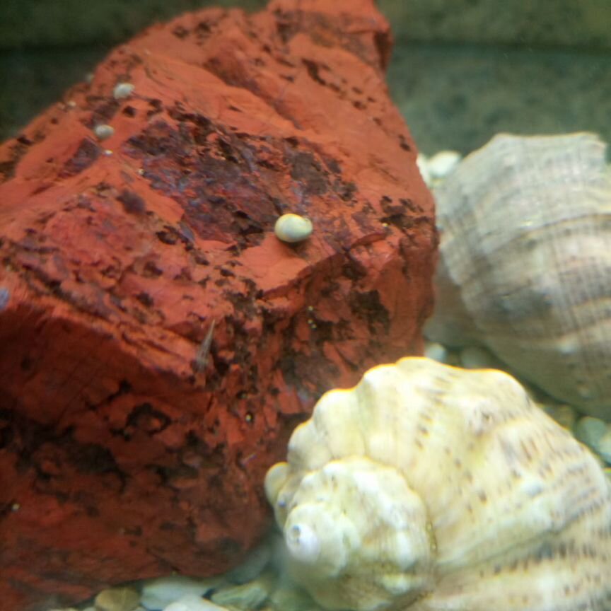 Теодоксус улитка