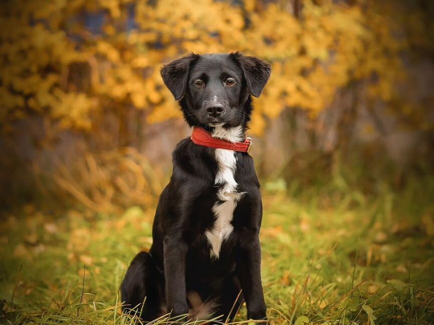 Метис спаниеля бесплатно