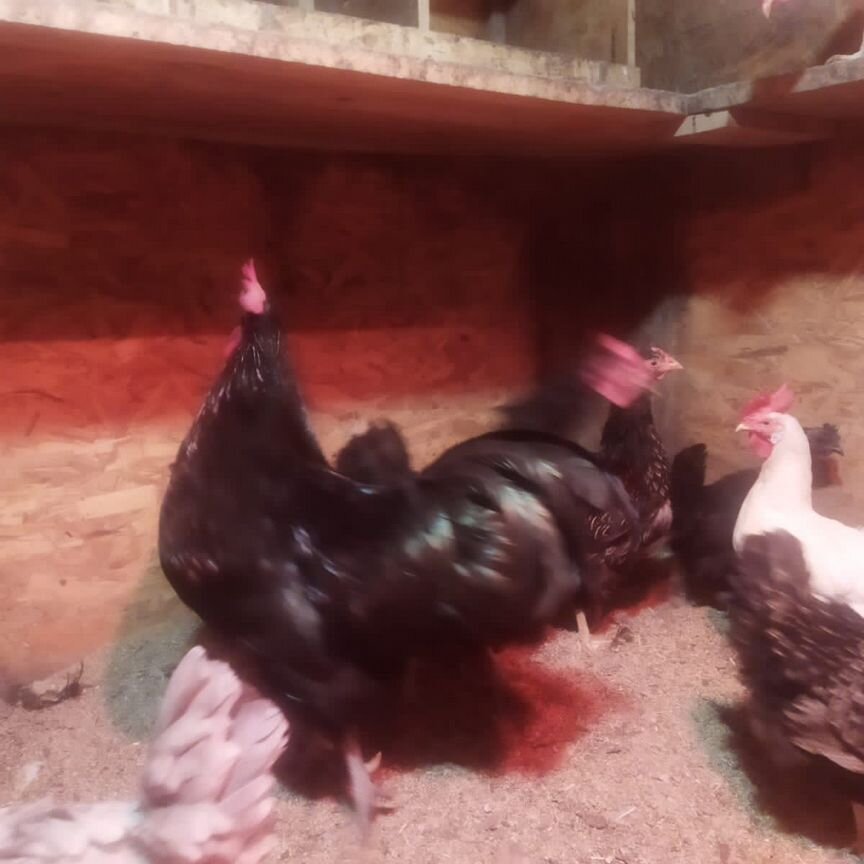 Петух австролорп