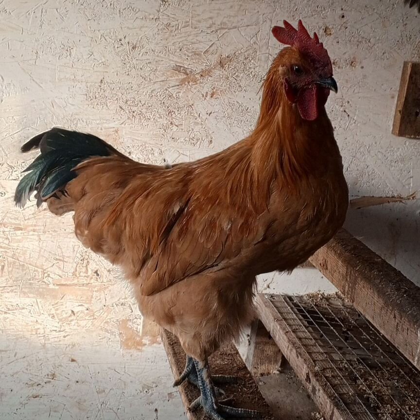 Молодые петухи