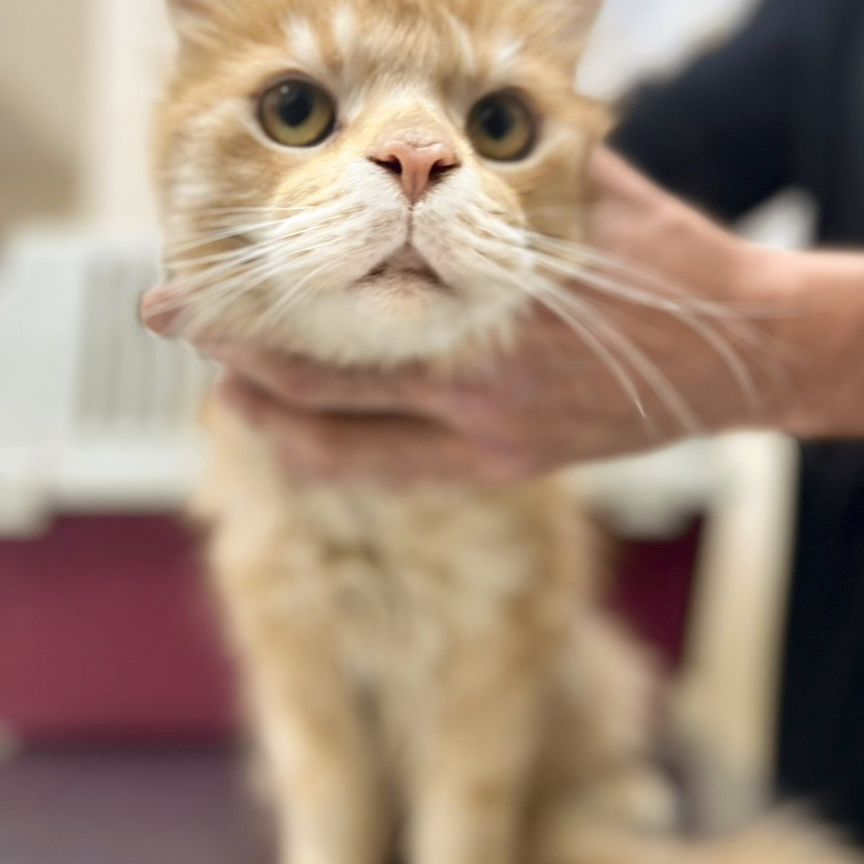 Кот Мейн кун рыжий 1.5 года (кастрирован)