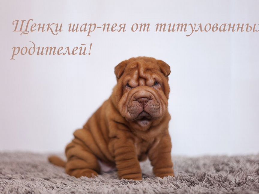 Щенки шарпея, окрас красный (махагон)