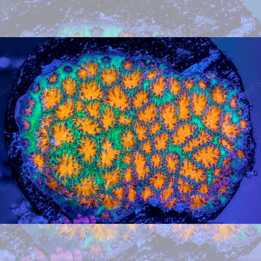 Кораллы разные. Part IV