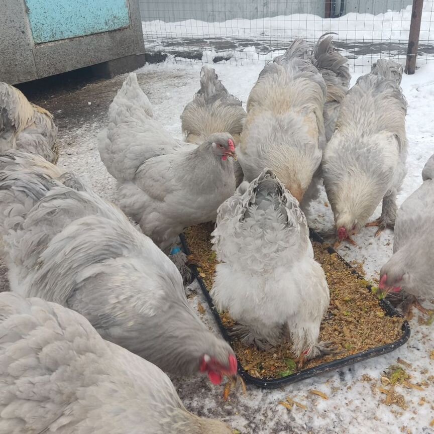 Петушки Брама Изабелла