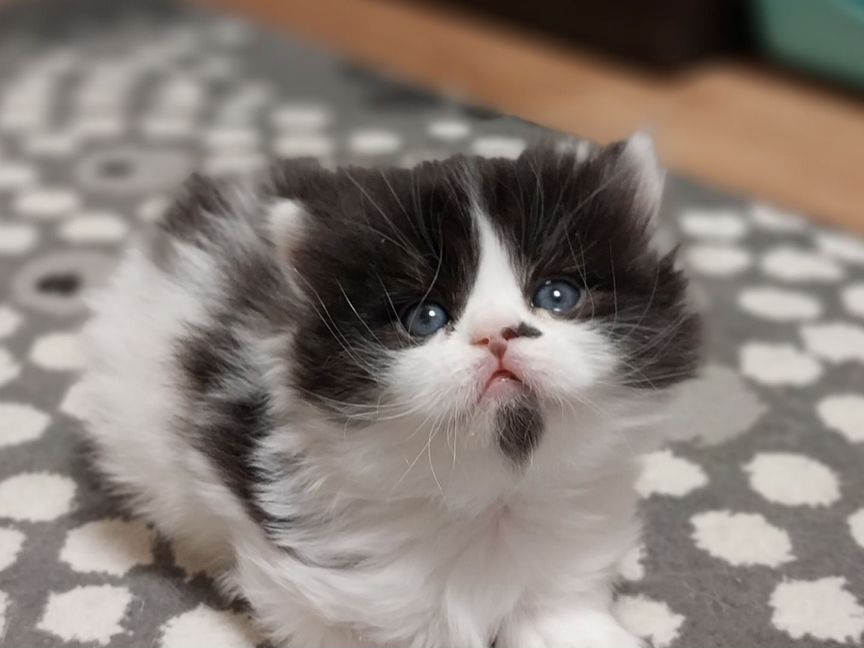Котик шотландский страйт