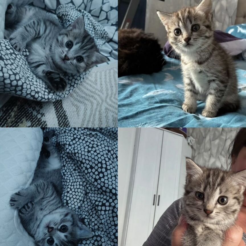 Котёнок в добрые руки