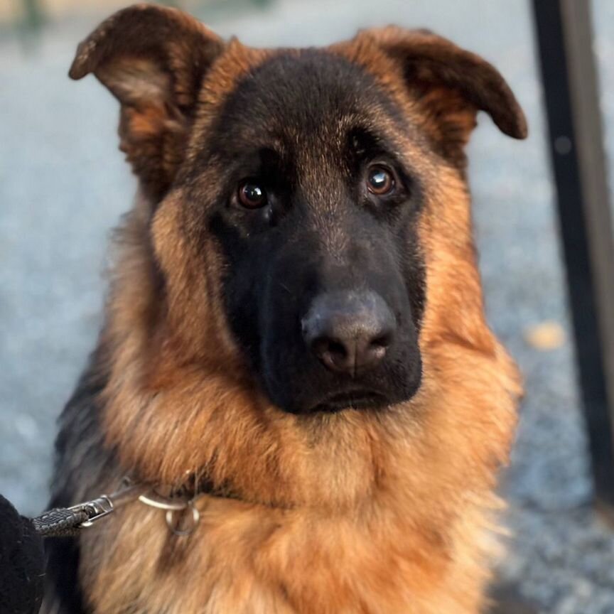 Немецкая овчарка, щенок