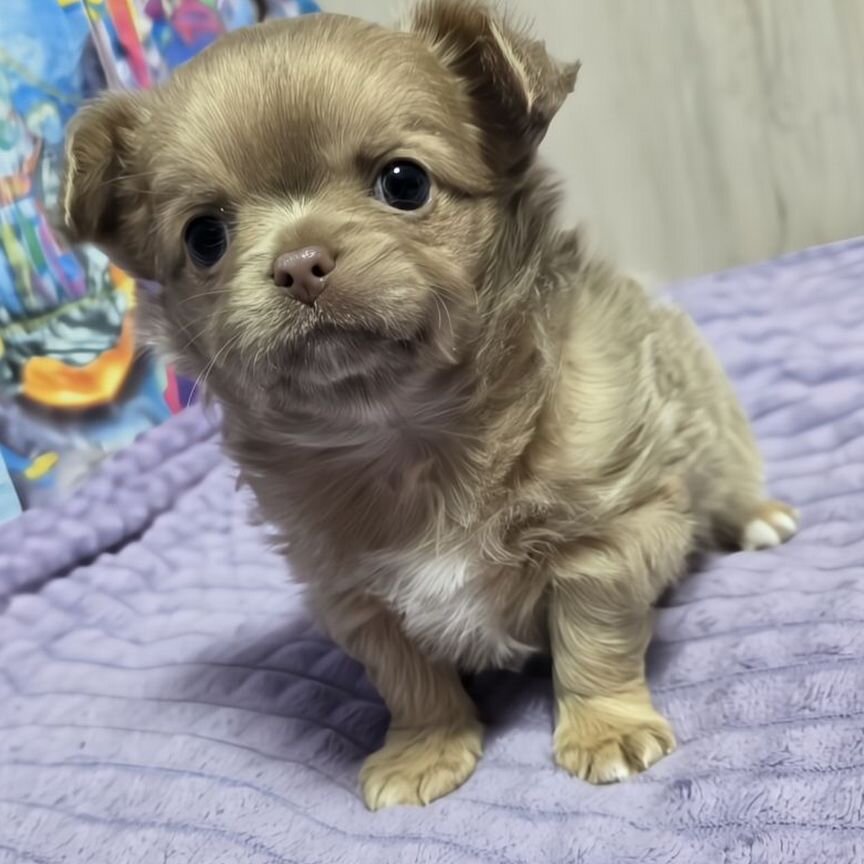 Чихуахуа, щенок