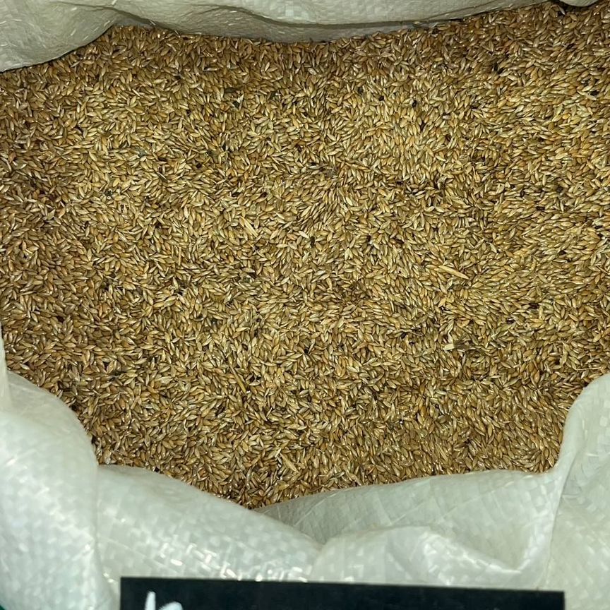 Канареечной семена