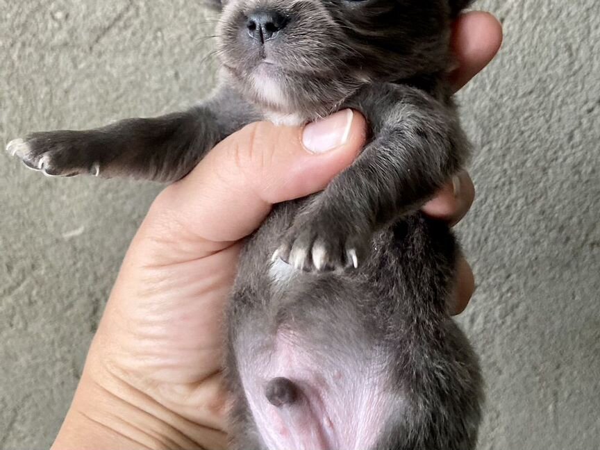 Щенки чихуахуа длинношерстные