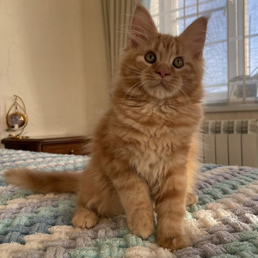 Красная девочка Hella