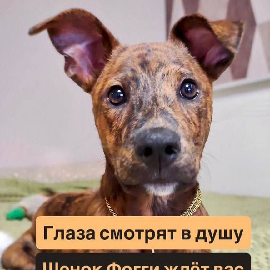 Щенок в добрые руки