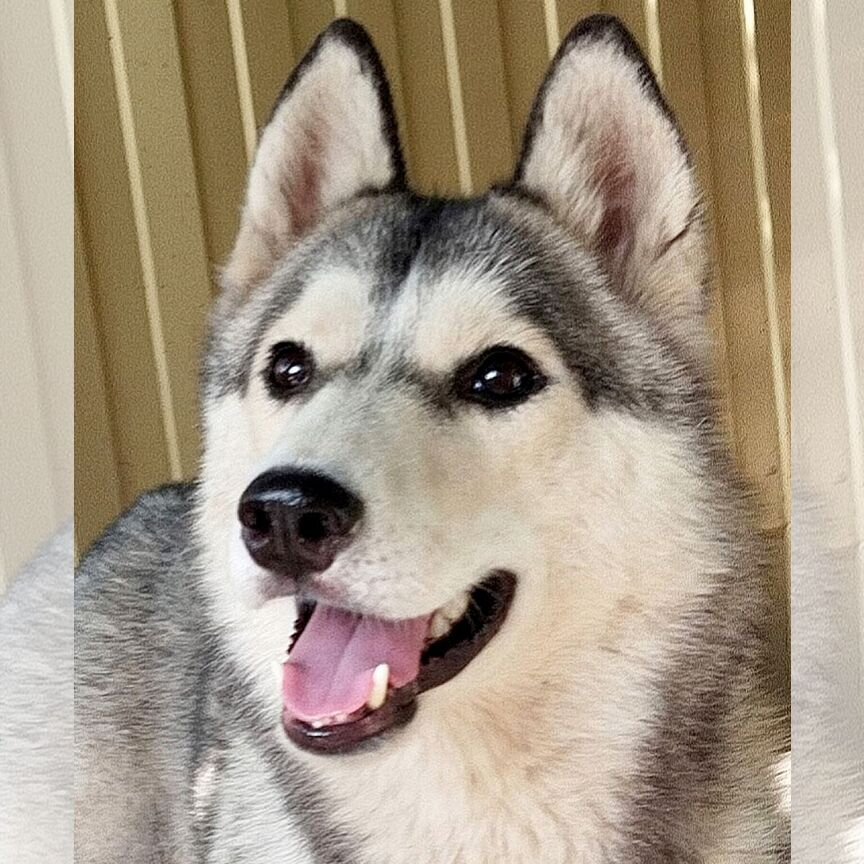 Сибирский хаски, взрослая собака