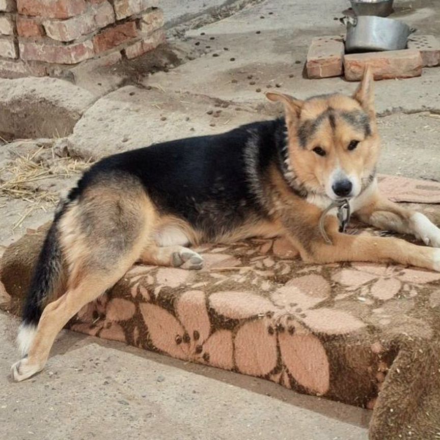 Взрослый пёс в добрые руки