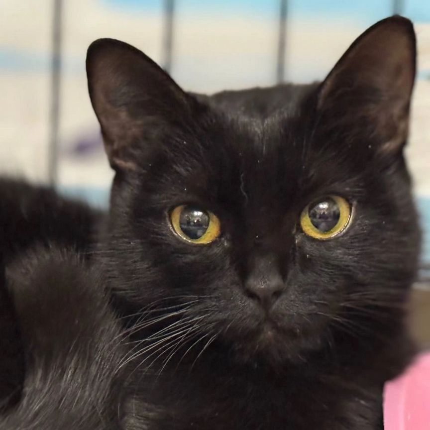 Кошечка подросток Боня