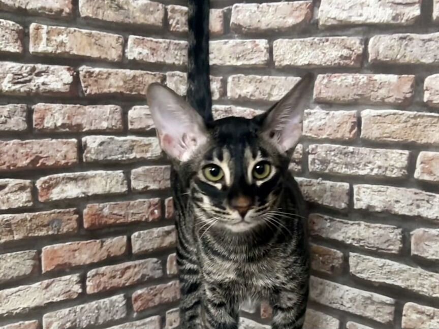 Котенок (кот) ориентал угольный